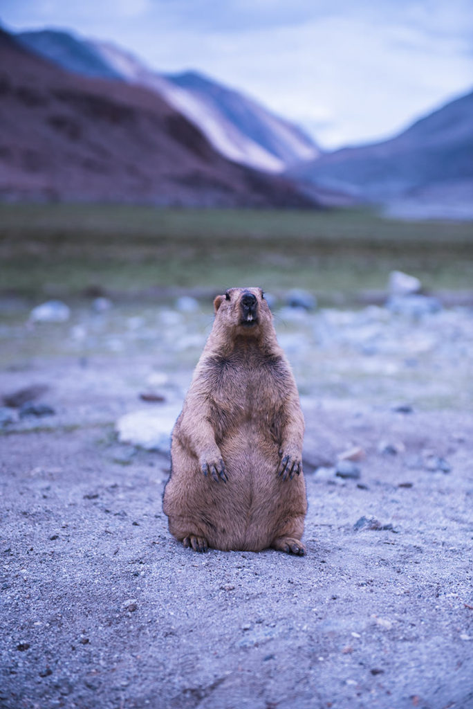Himalayan Marmot - Sanjay Singh